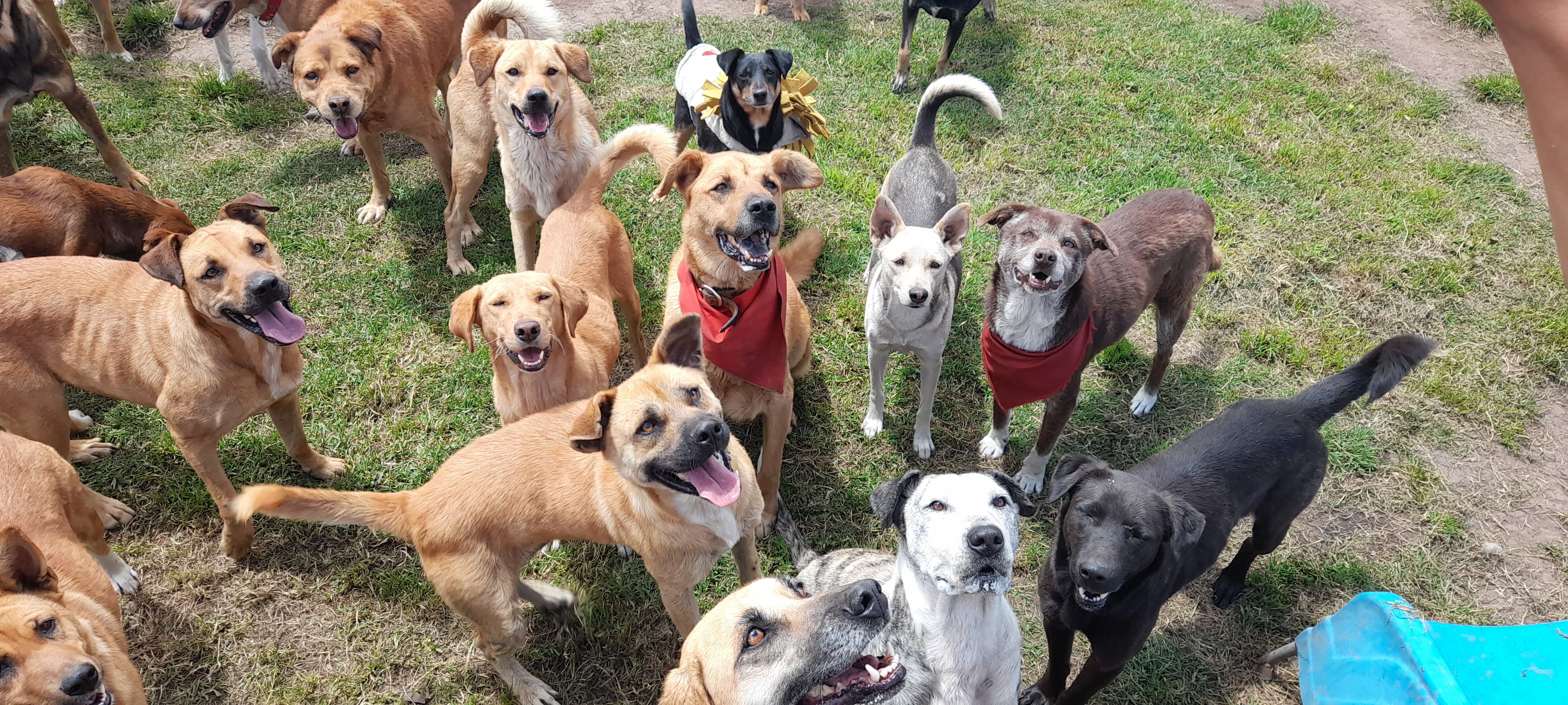 Perritos en adopción - Milagrinos