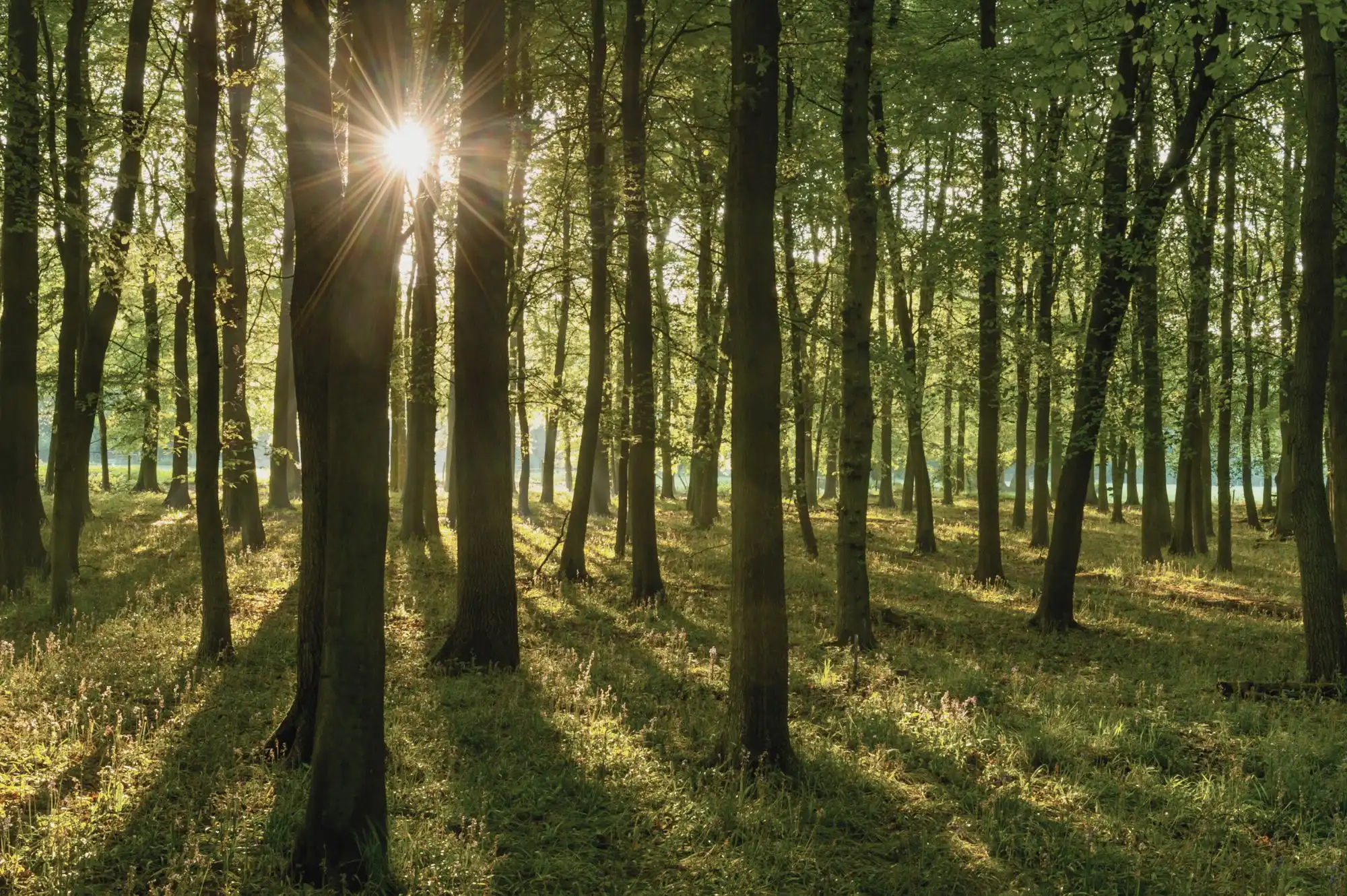 Forêt à vendre en Bretagne - Résineux - Morbihan ...
