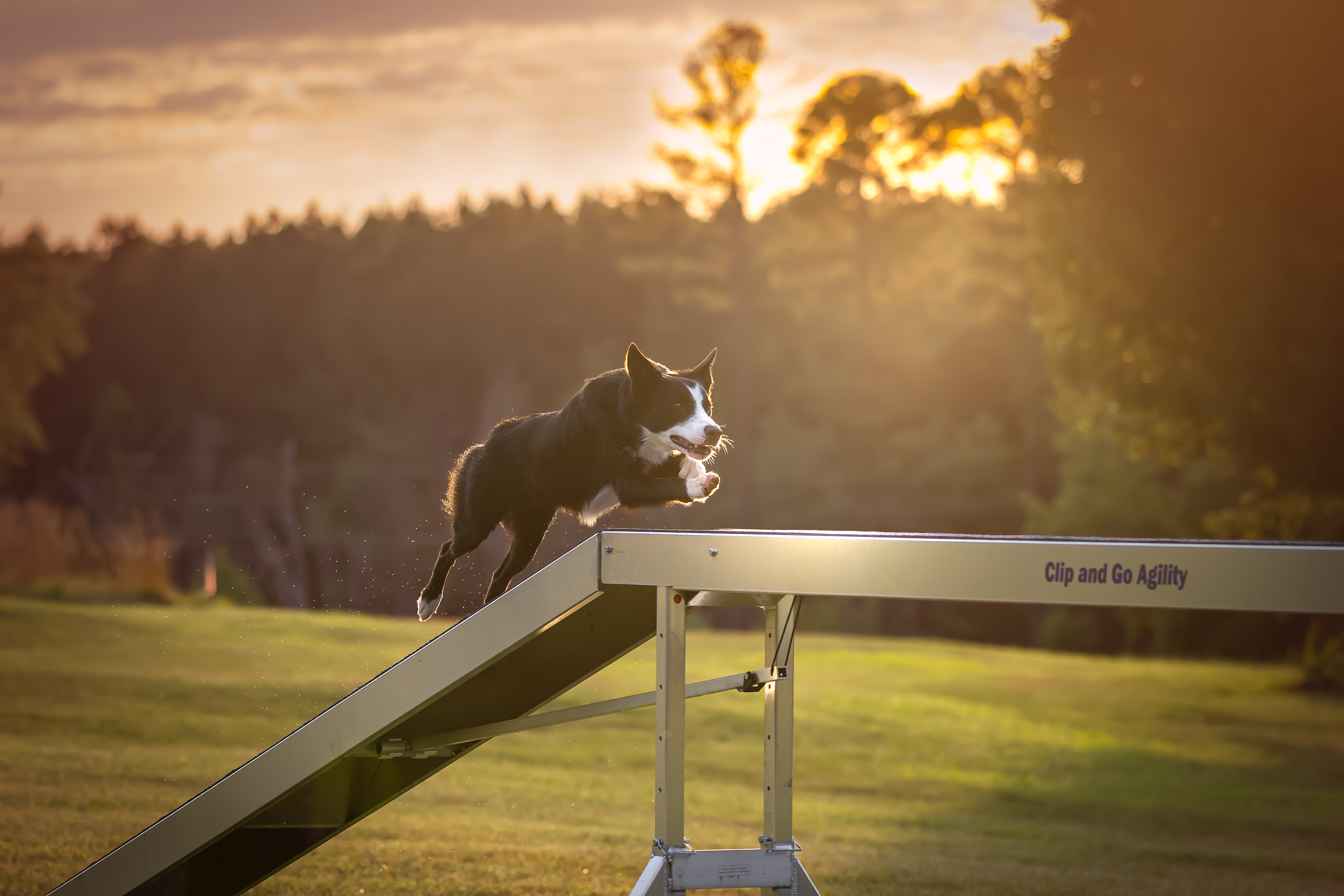 Triangle Agility Group of North Carolina