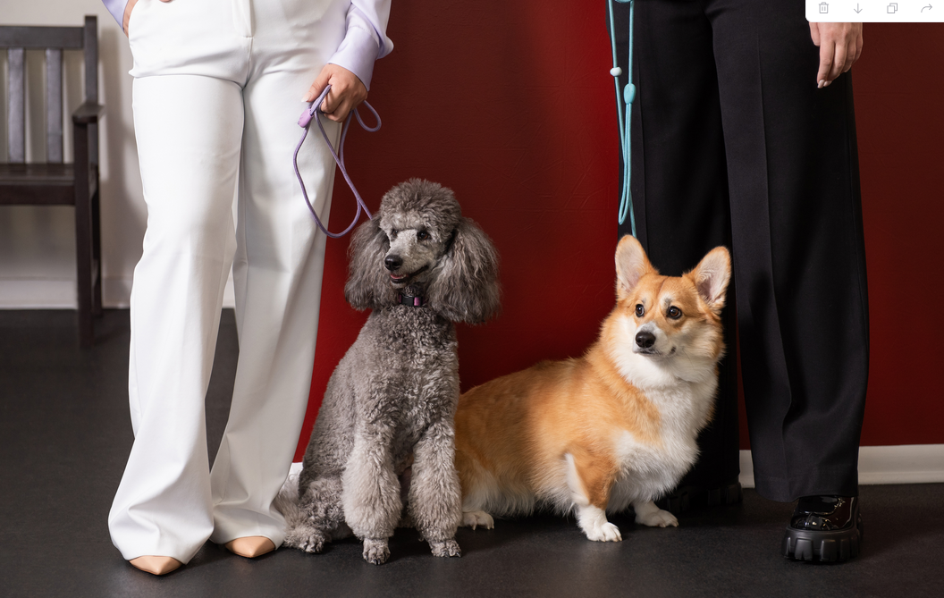 Revival Dog Training – Positive Reinforcement Dog Training in NYC’s ...