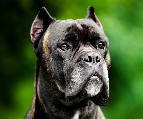 PHOENIX BEAUTY ITĀĻU KANE KORSO UN KRIEVU TOJS SPECIALIZĒTA SUŅU AUDZĒTAVA