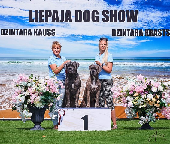 PHOENIX BEAUTY ITĀĻU KANE KORSO UN KRIEVU TOJS SPECIALIZĒTA SUŅU AUDZĒTAVA
